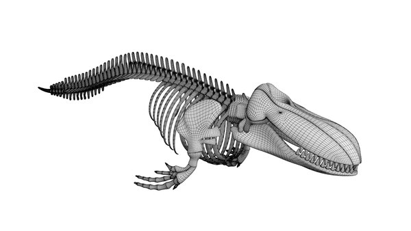 modelo 3d Esqueleto orca orca - TurboSquid 1344727