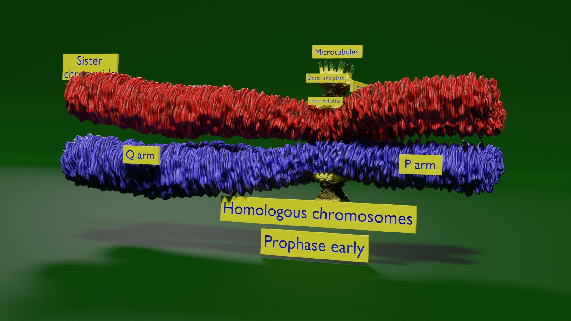 Chromosome Homologous Centromere Kinetochore Blender 3d Model 3D Model ...