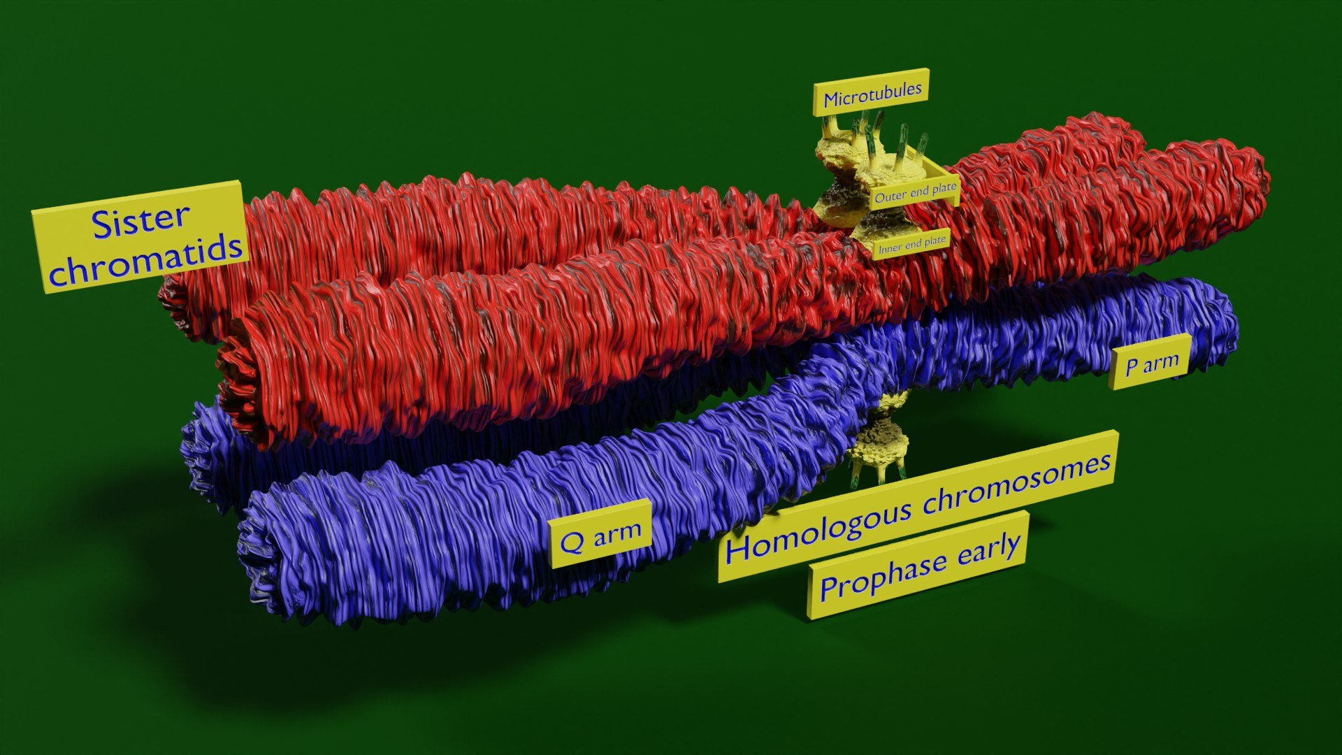 Chromosome Homologous Centromere Kinetochore Blender 3d Model 3D Model ...