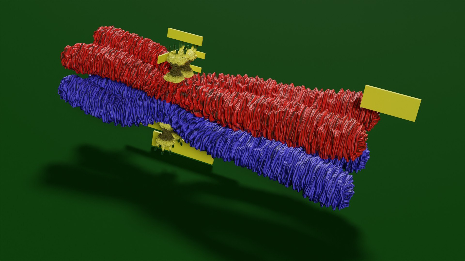 Chromosome Homologous Centromere Kinetochore Blender 3d Model 3D Model ...