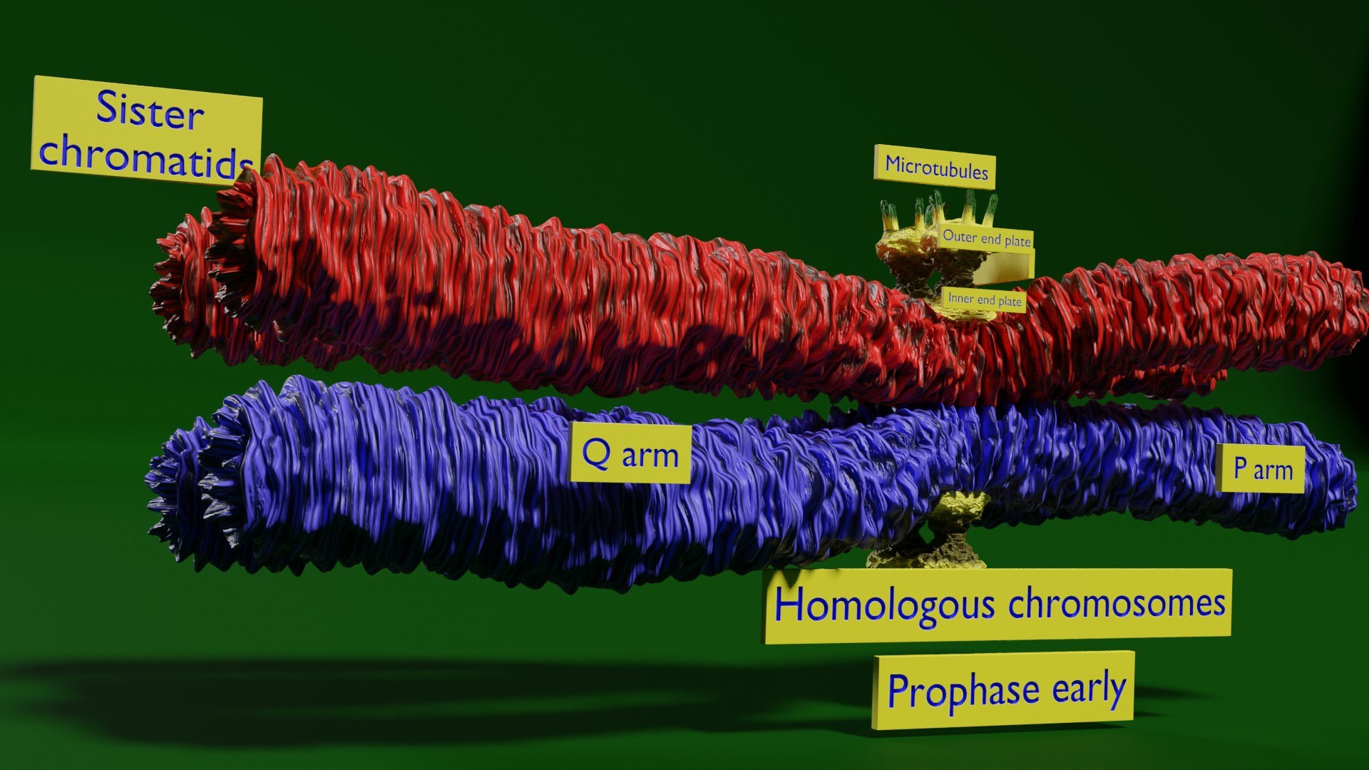 Chromosome Homologous Centromere Kinetochore Blender 3d Model 3D Model ...