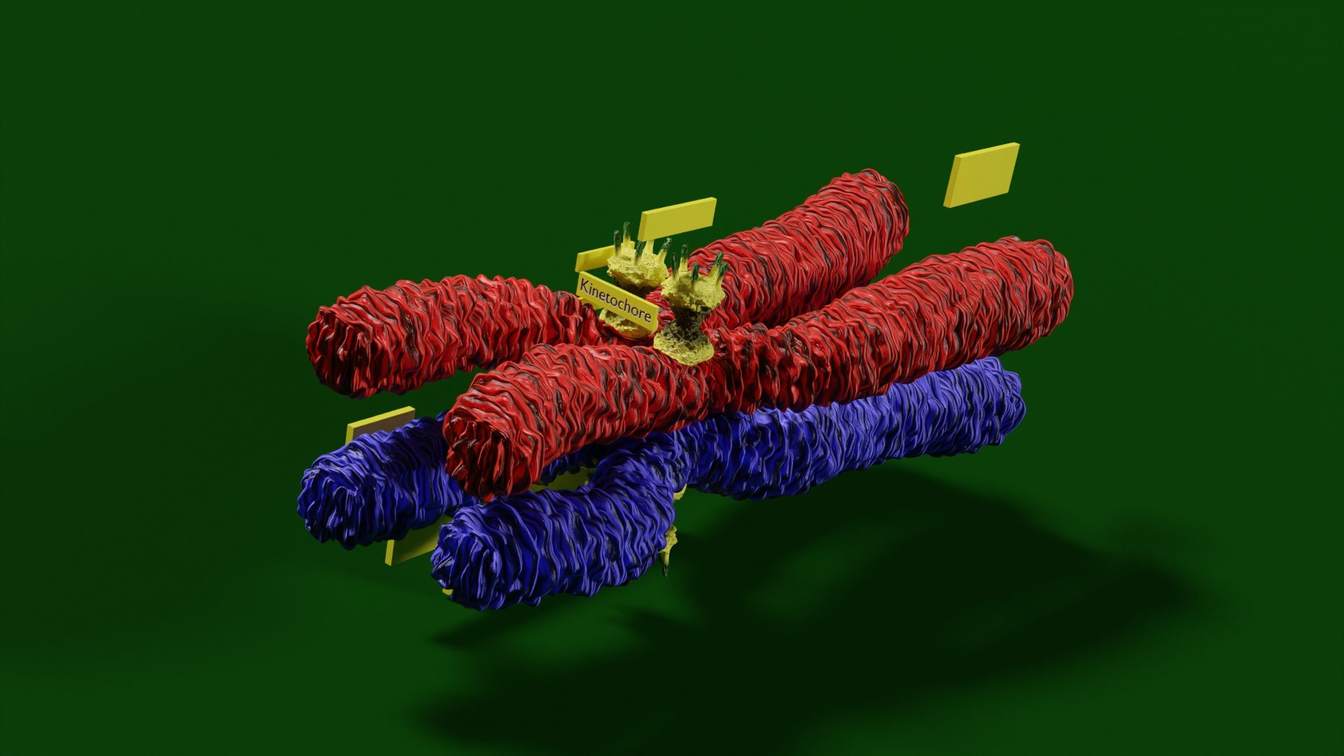 Chromosome Homologous Centromere Kinetochore Blender 3d Model 3D Model ...