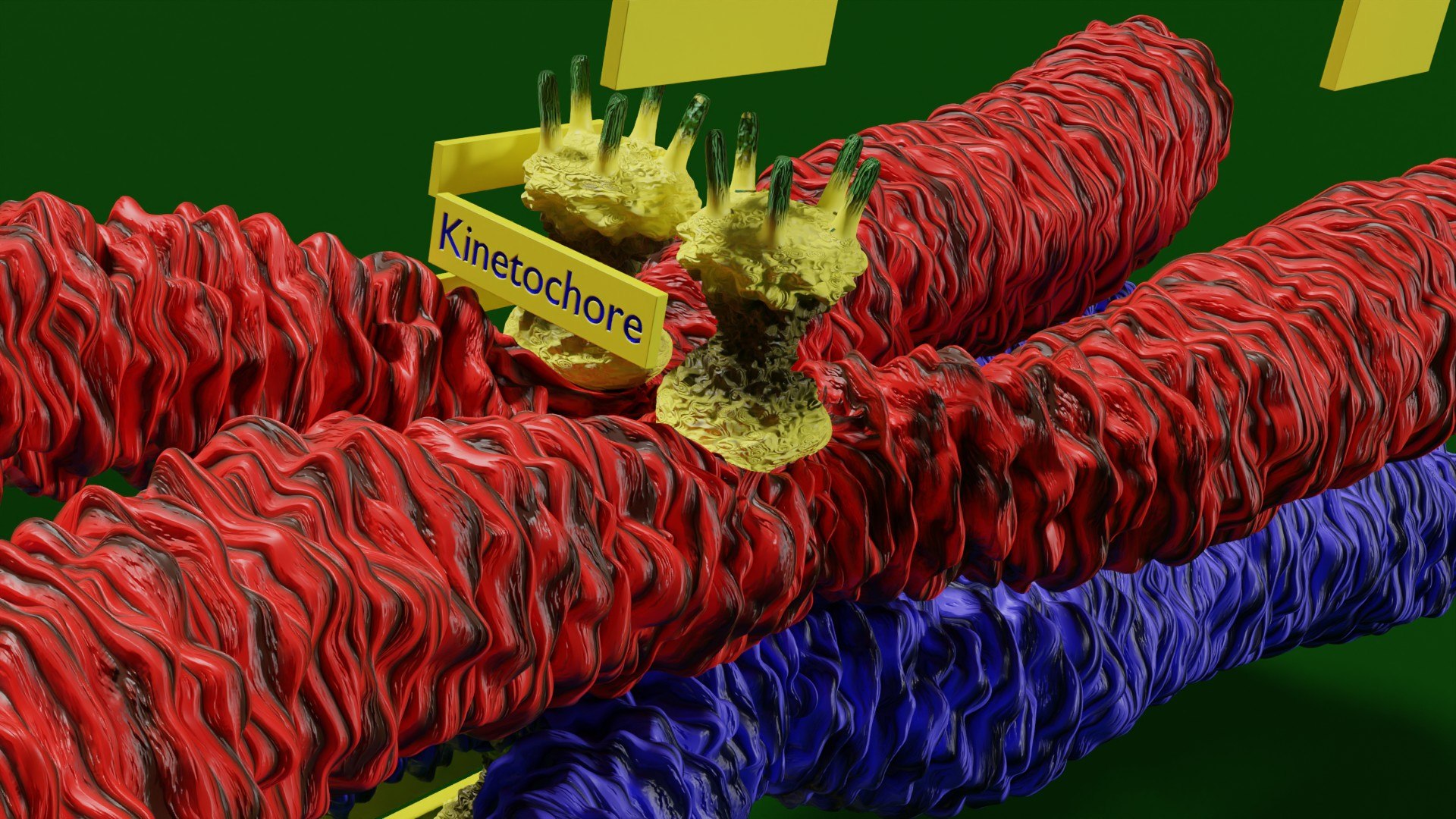 Chromosome Homologous Centromere Kinetochore Blender 3d Model 3D Model ...