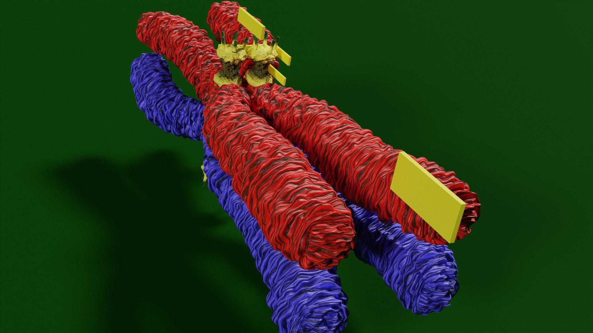 Chromosome Homologous Centromere Kinetochore Blender 3d Model 3D Model ...