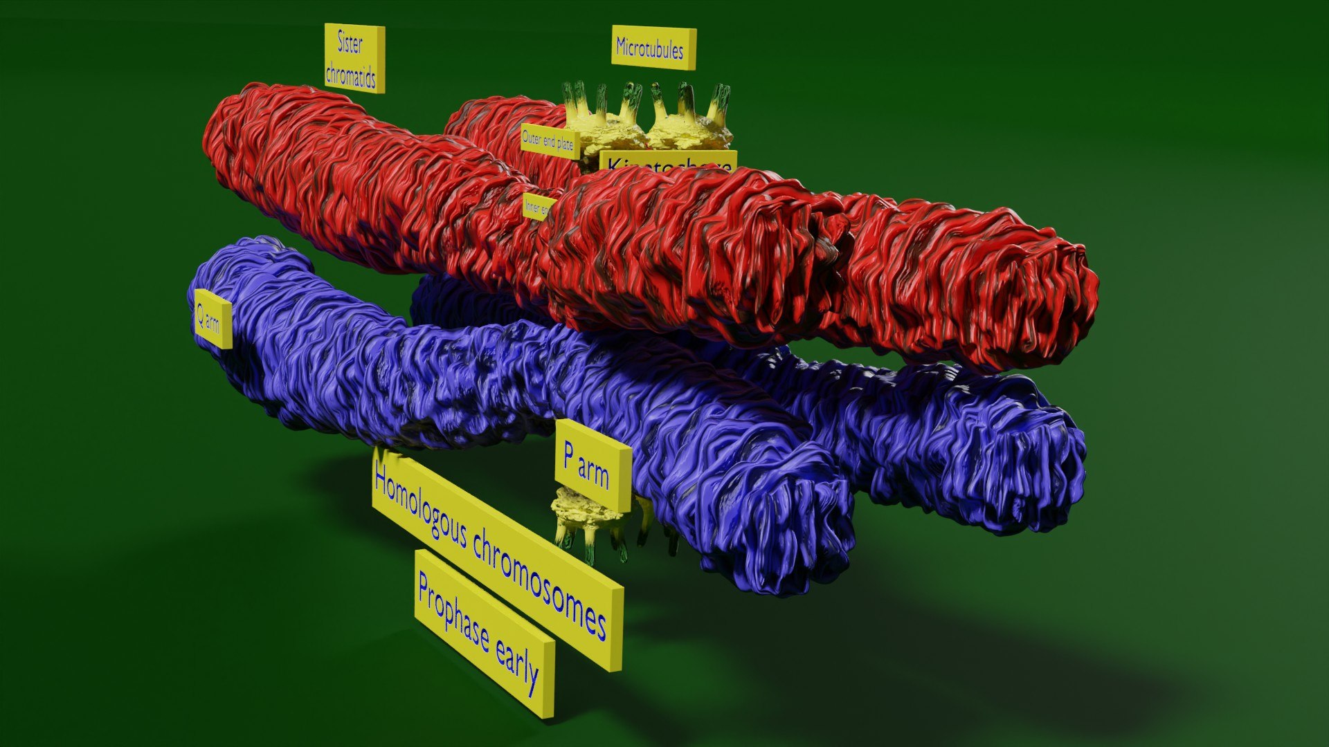 Chromosome Homologous Centromere Kinetochore Blender 3d Model 3D Model ...