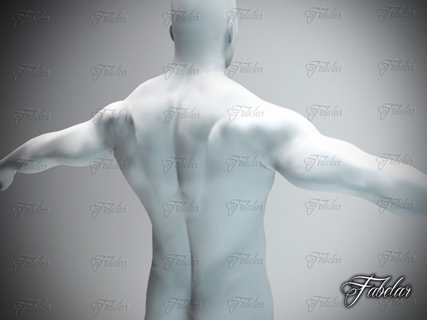 3d Male Human Body Model