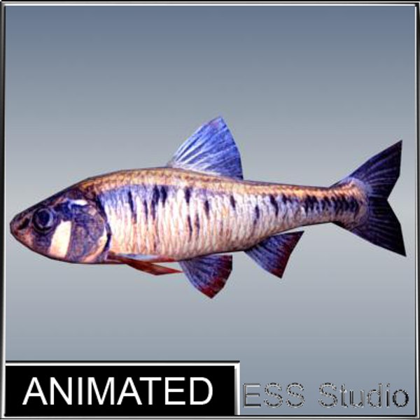 3d river fish