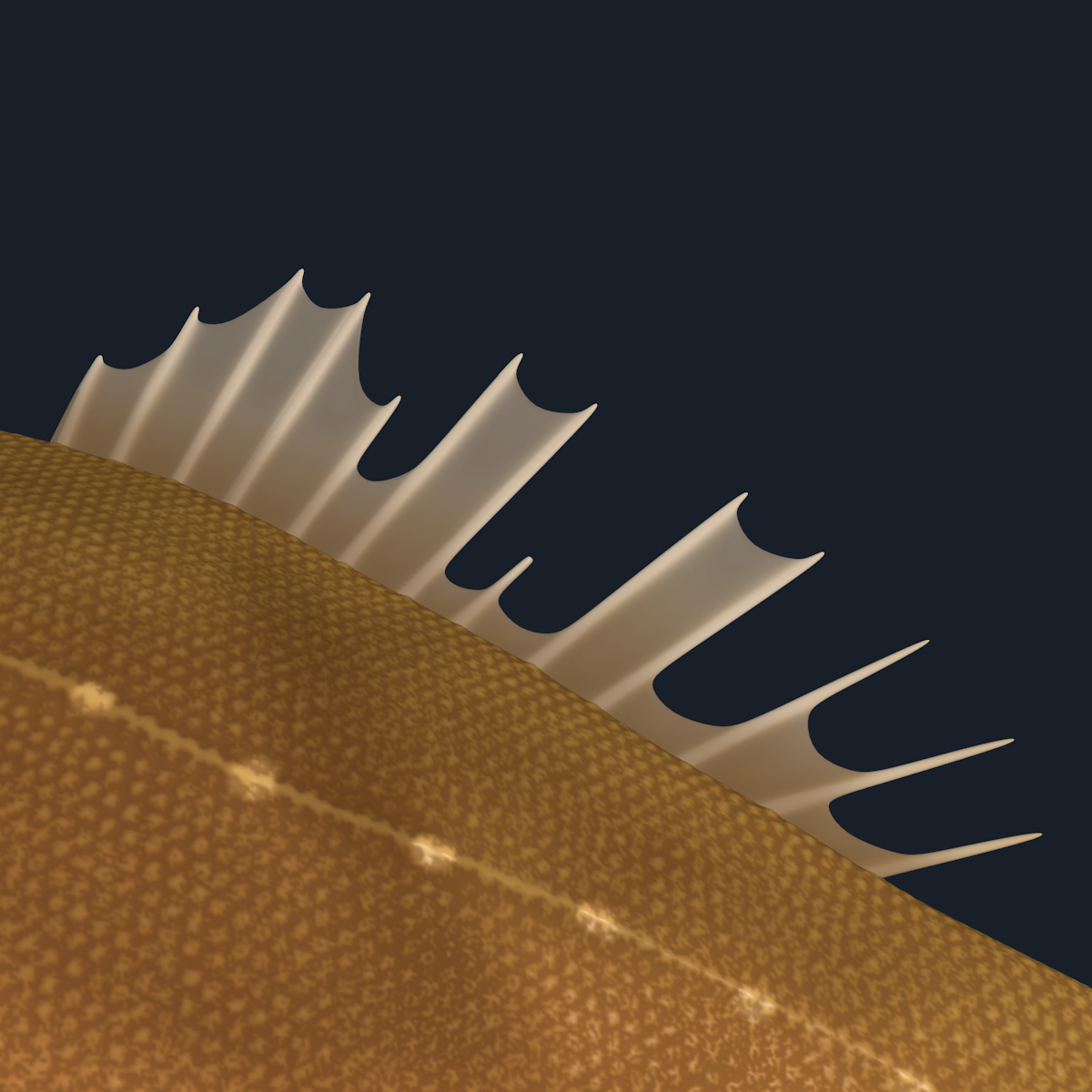 3d fangtooth fish model