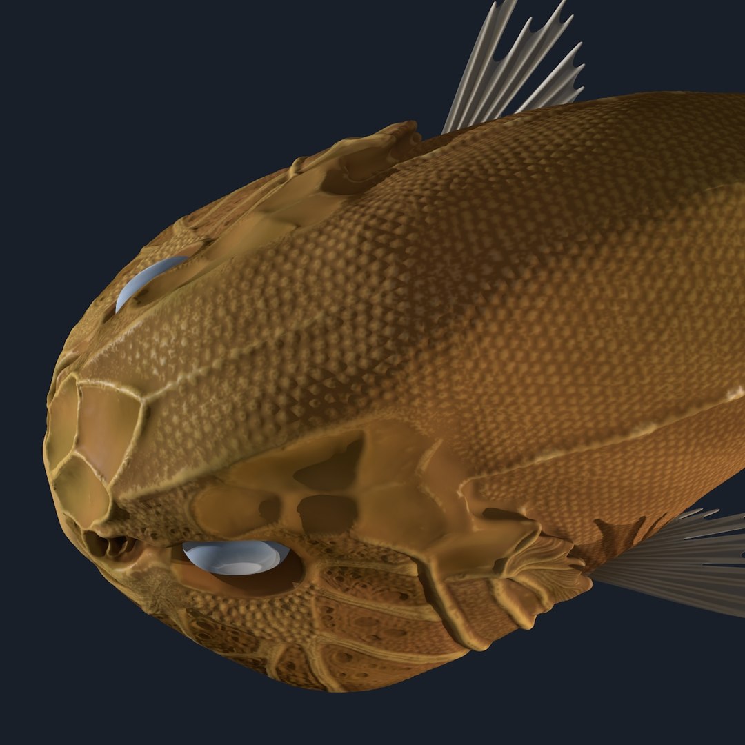 3d Fangtooth Fish Model