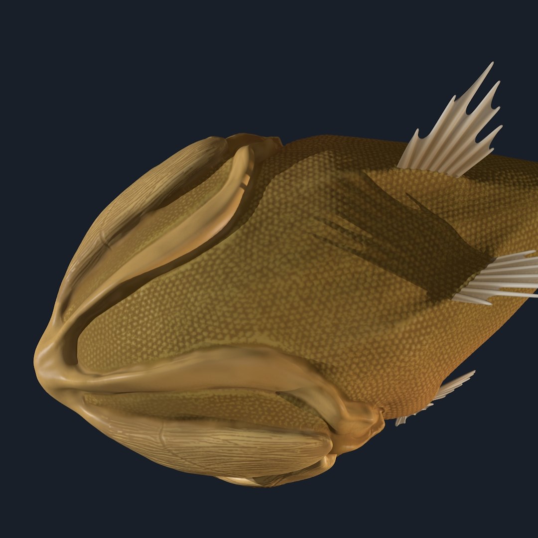 3d Fangtooth Fish Model