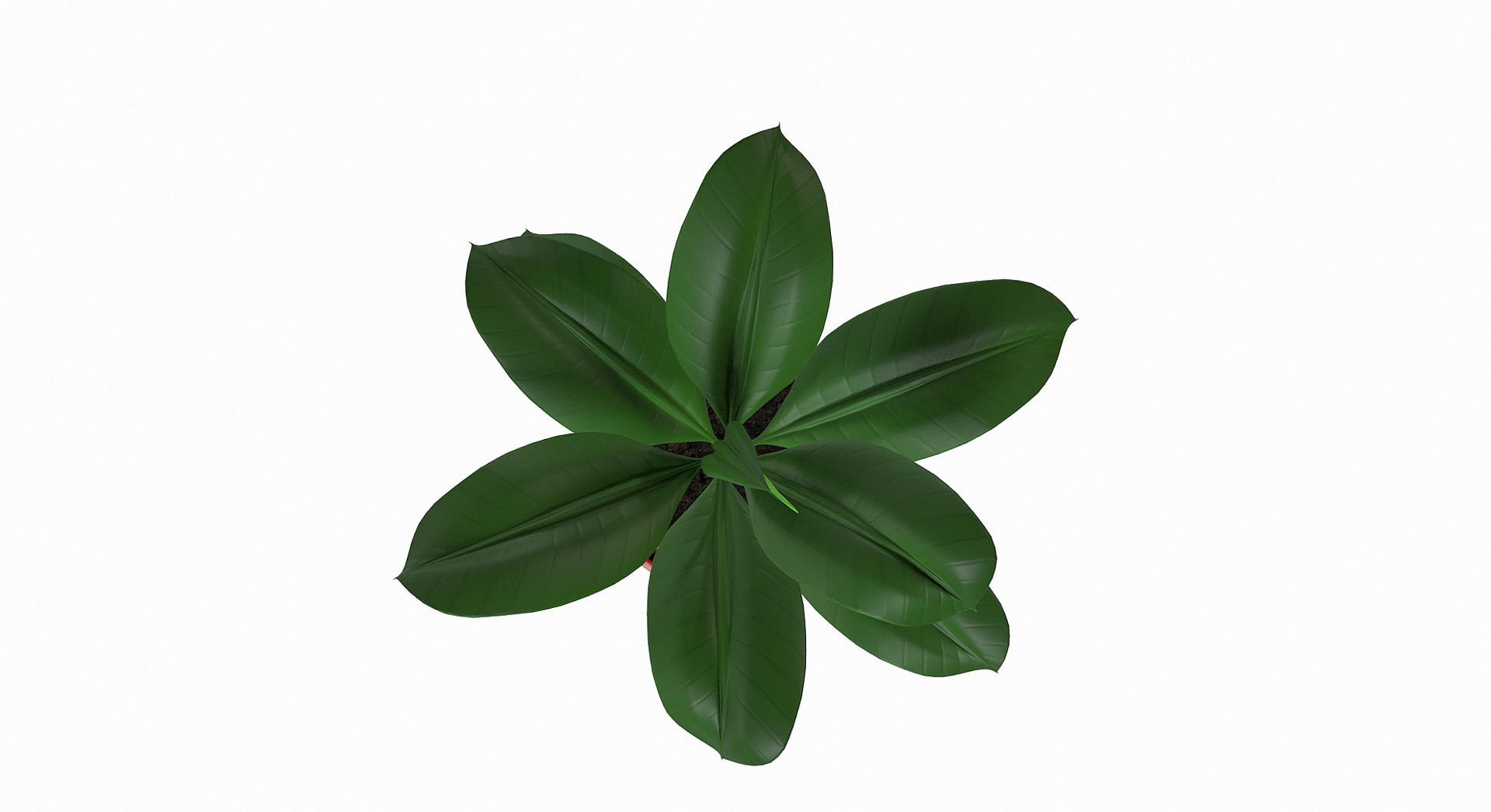 3D model Ficus Robusta - TurboSquid 2076195