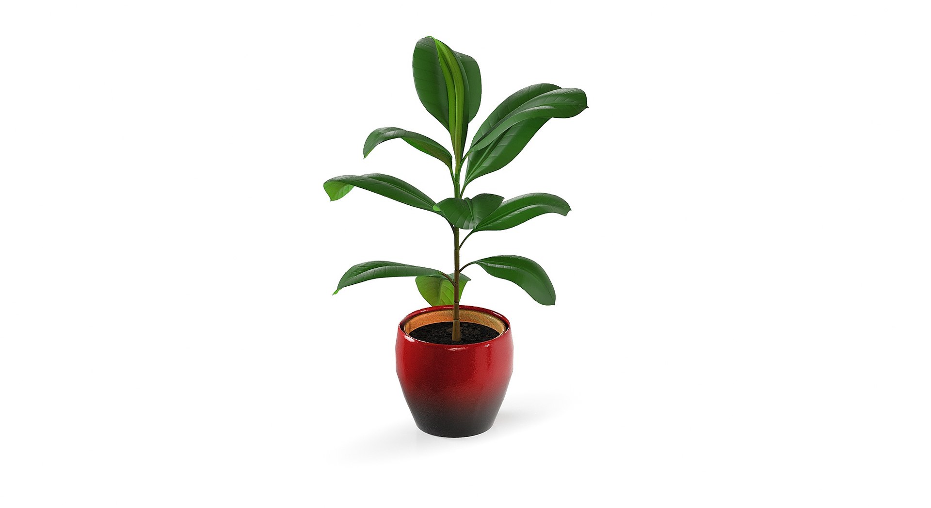 3D Model Ficus Robusta - TurboSquid 2076195
