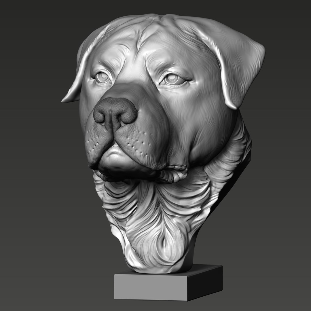 Rottweiler Head 3D Model - TurboSquid 2020482