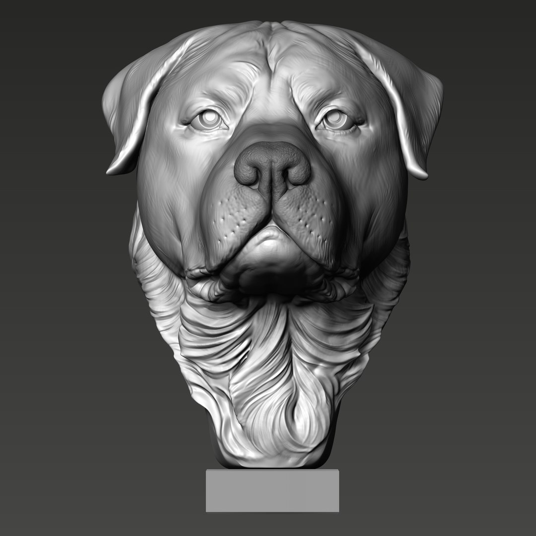 Rottweiler Head 3D Model - TurboSquid 2020482