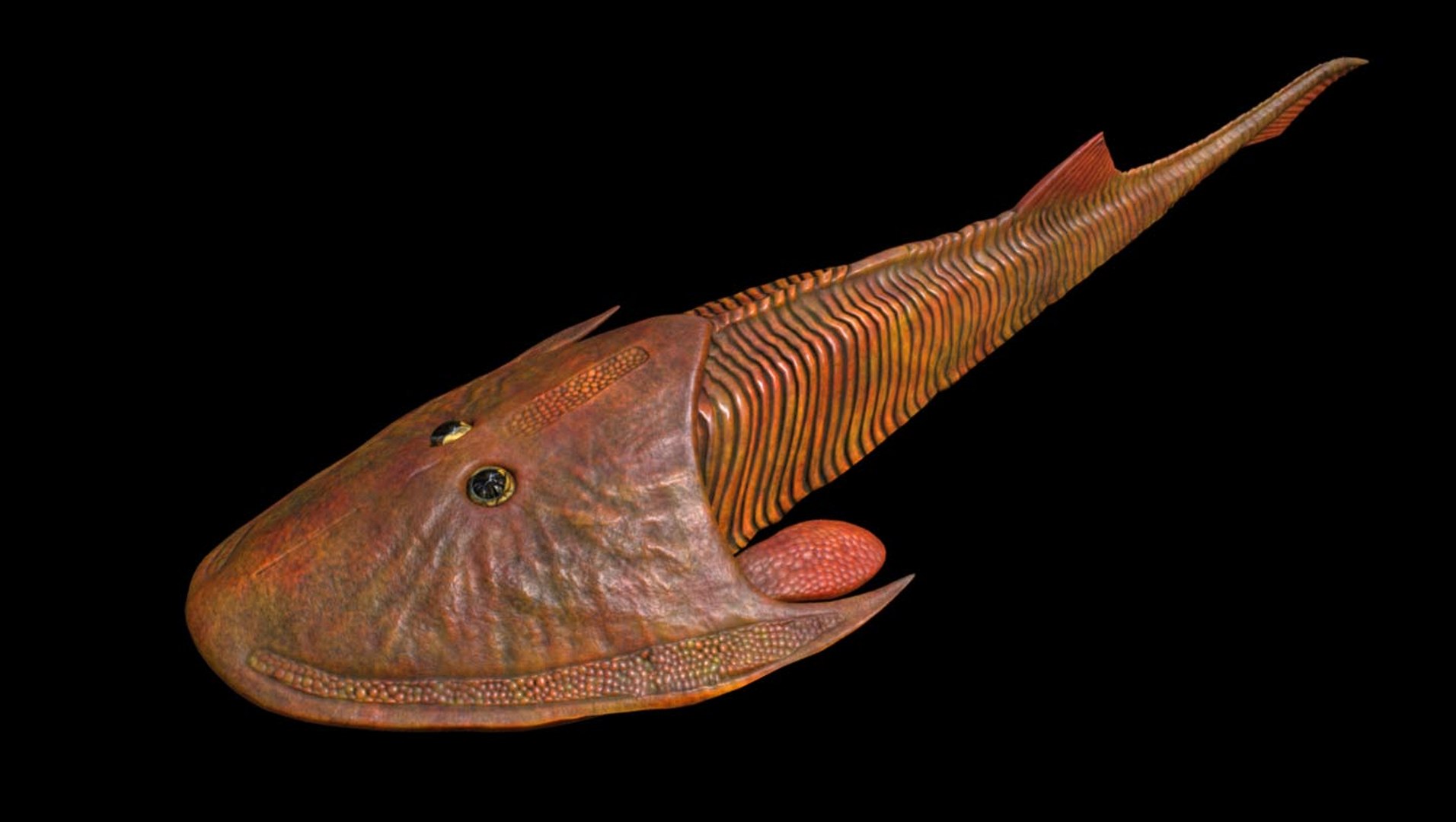 Cephalaspis 3D Model - TurboSquid 1354450