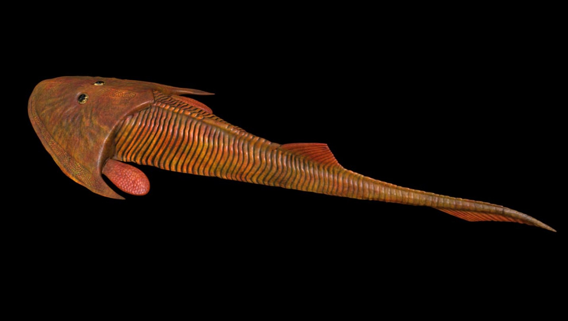 Cephalaspis 3D Model - TurboSquid 1354450