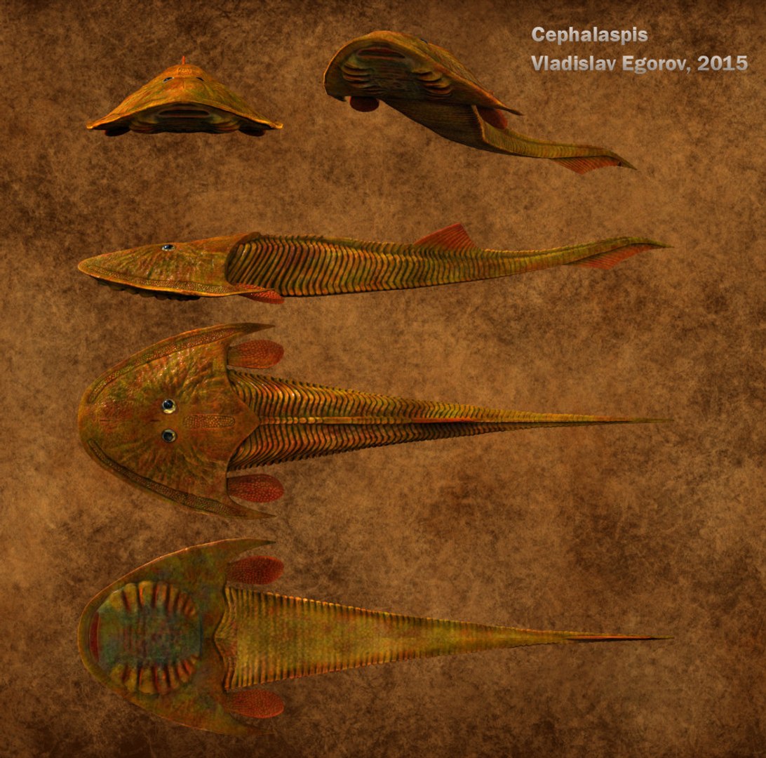 Cephalaspis 3D Model - TurboSquid 1354450