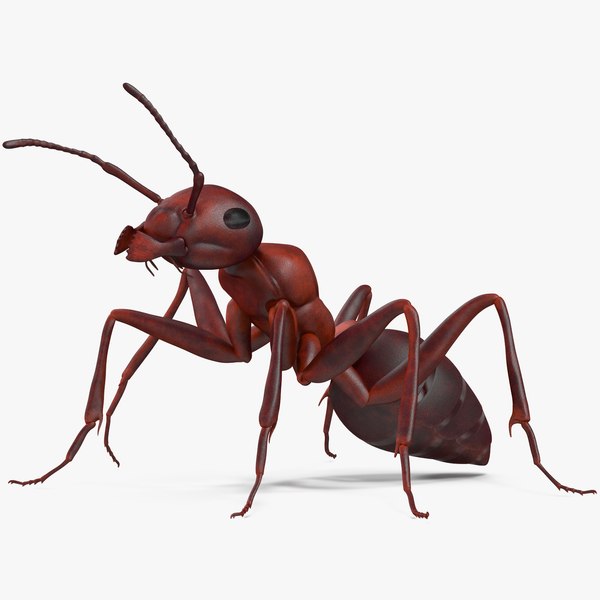Fire Ant 3D Models for Download | TurboSquid