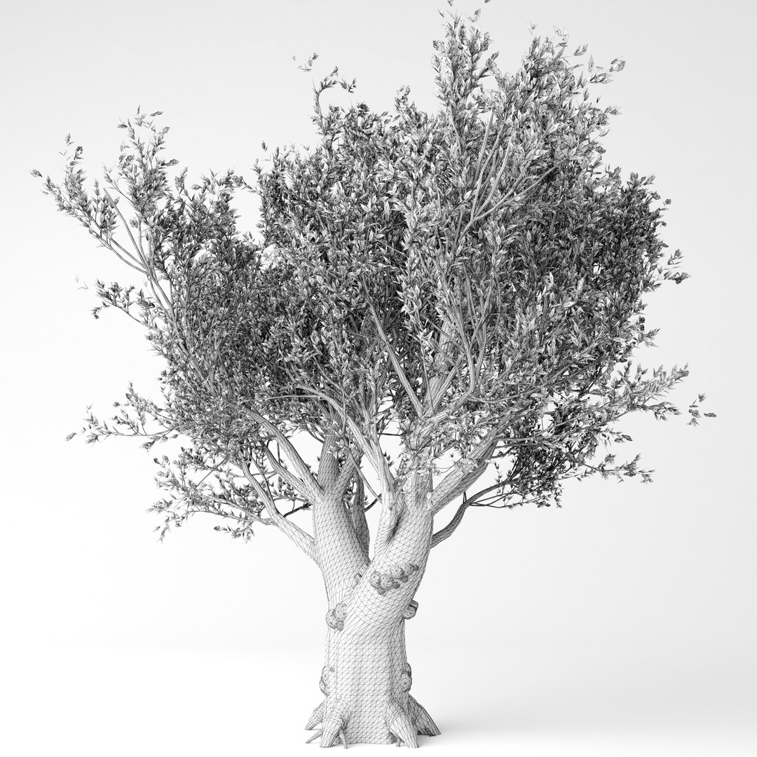 Olive Tree 3D Model - TurboSquid 1345948