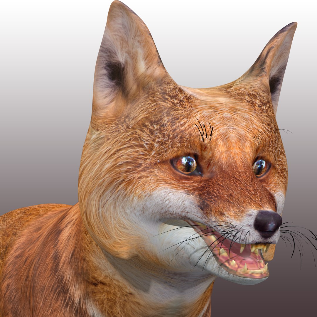 Fox Rigged 3D model - TurboSquid 1911560