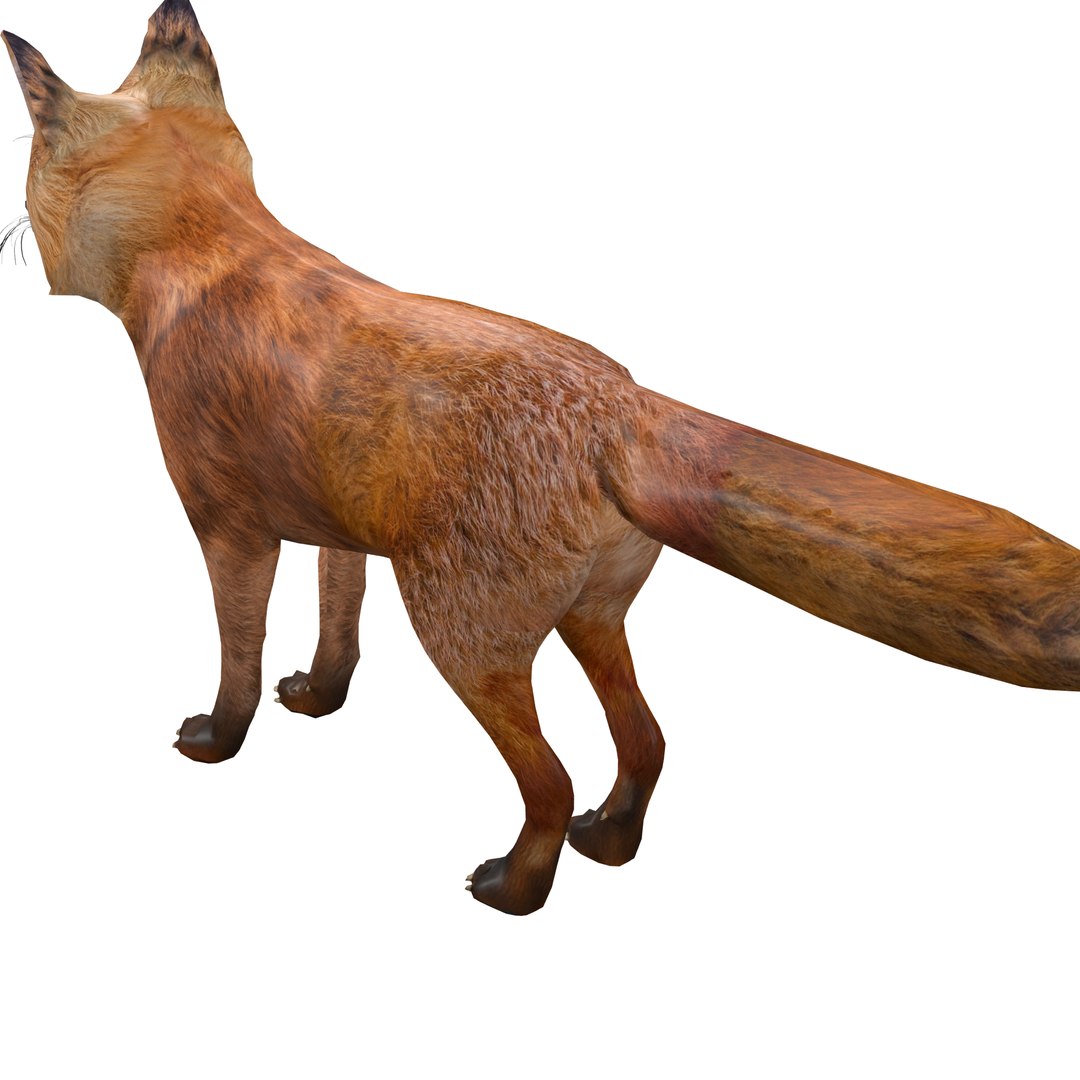 Fox Rigged 3D model - TurboSquid 1911560