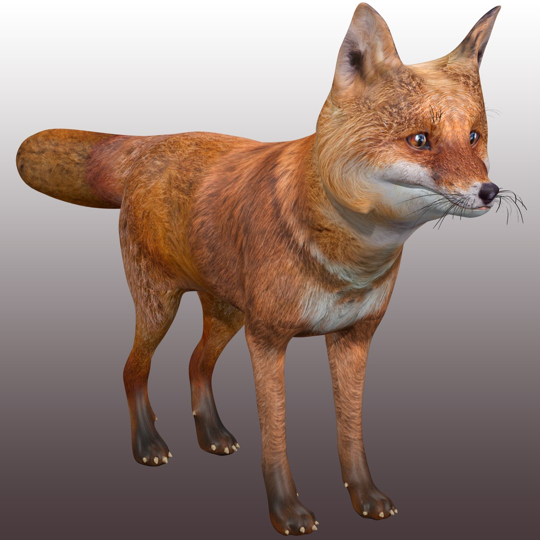 Fox Rigged 3D model - TurboSquid 1911560