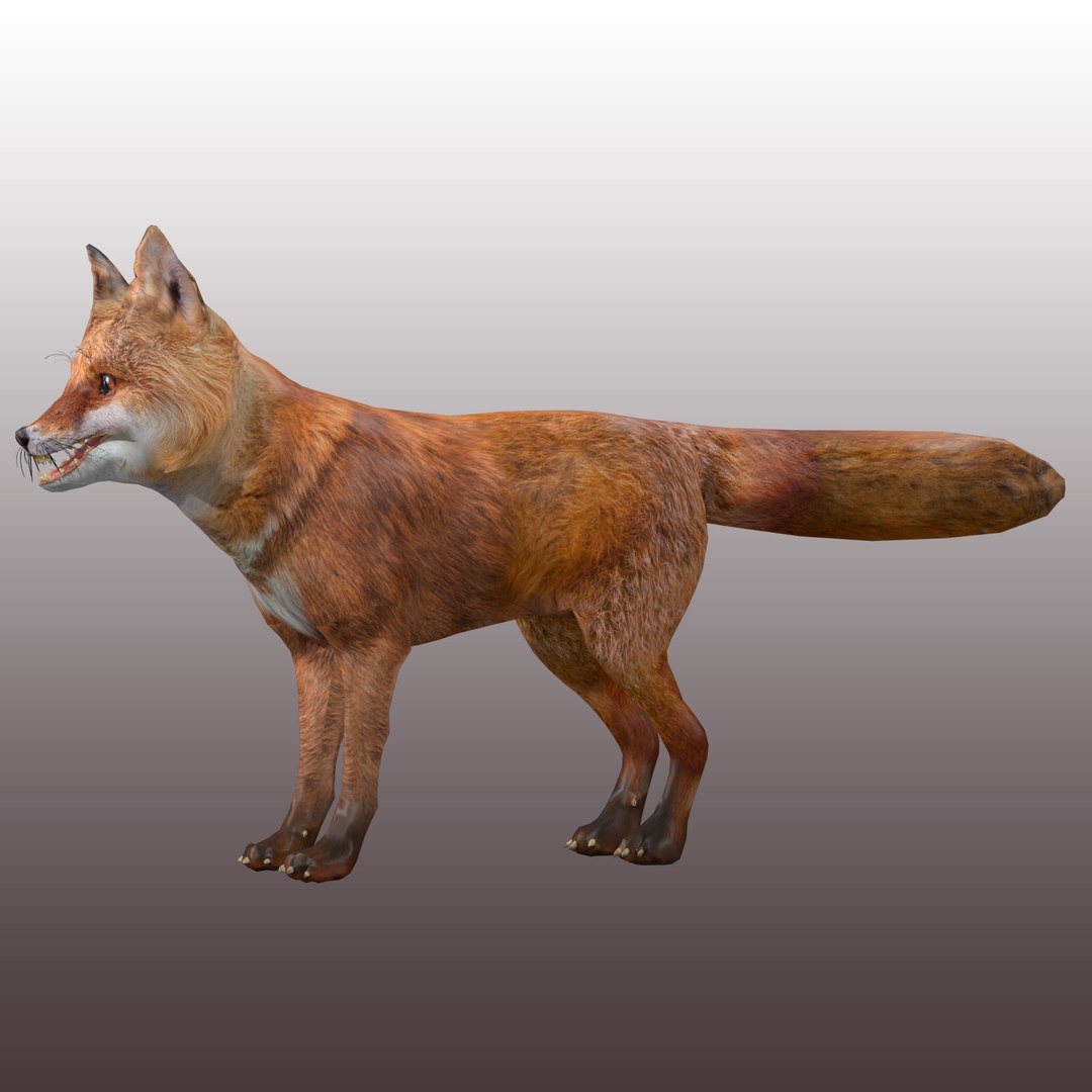 Fox Rigged 3D model - TurboSquid 1911560