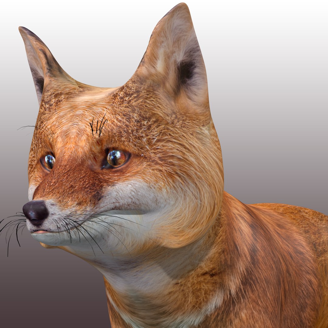 Fox Rigged 3D model - TurboSquid 1911560