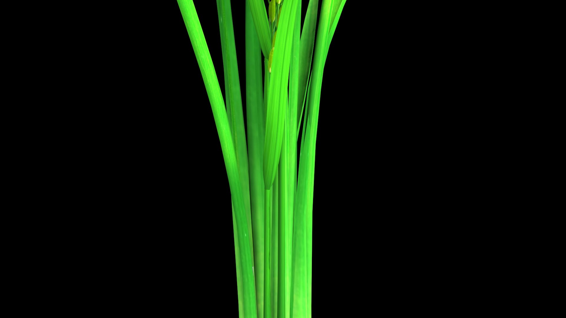 3D Model RICE PLANT OPTION 6 PADDY FLOWER - TurboSquid 1837676
