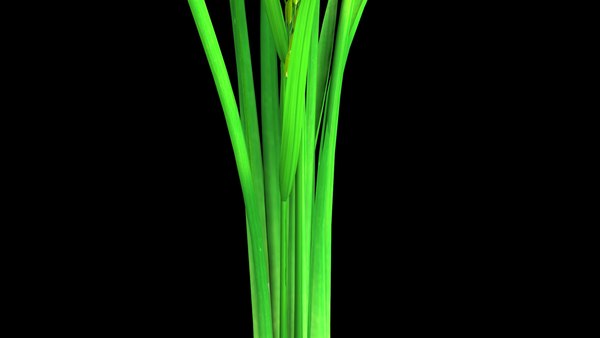 3D model RICE PLANT OPTION 6 PADDY FLOWER - TurboSquid 1837676