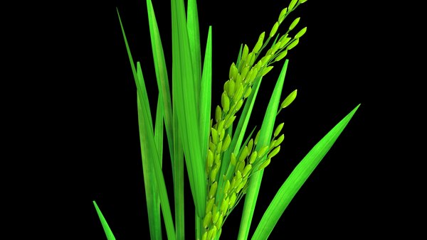3D model RICE PLANT OPTION 6 PADDY FLOWER - TurboSquid 1837676