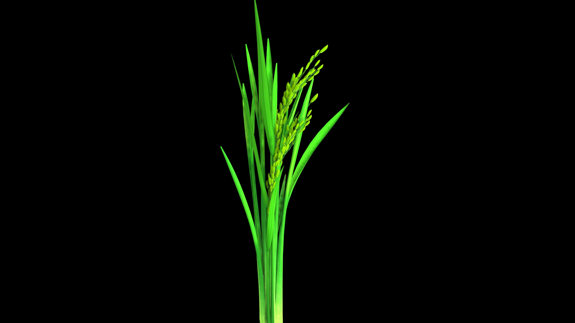 3D model RICE PLANT OPTION 6 PADDY FLOWER - TurboSquid 1837676