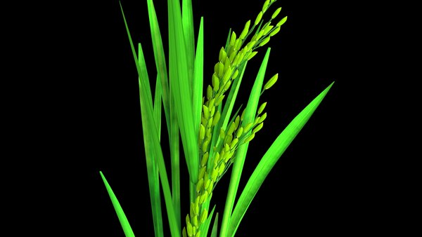3D model RICE PLANT OPTION 6 PADDY FLOWER - TurboSquid 1837676