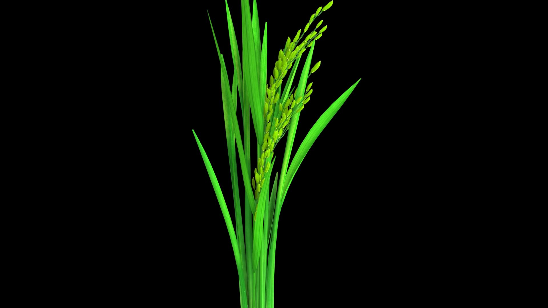 3D Model RICE PLANT OPTION 6 PADDY FLOWER - TurboSquid 1837676