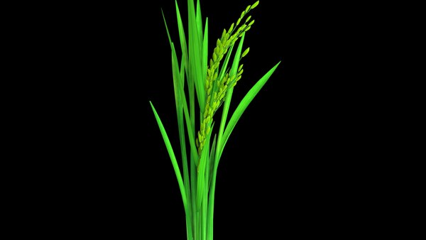 3D model RICE PLANT OPTION 6 PADDY FLOWER - TurboSquid 1837676