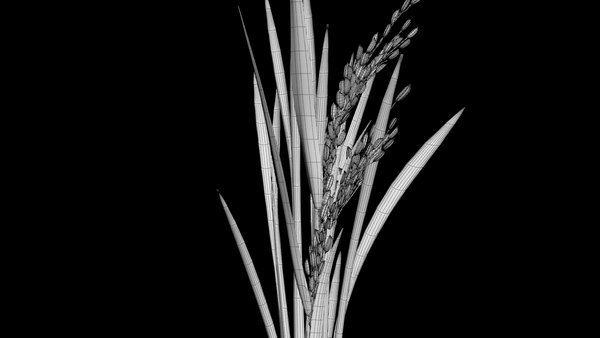 3D model RICE PLANT OPTION 6 PADDY FLOWER - TurboSquid 1837676