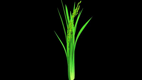 3D model RICE PLANT OPTION 6 PADDY FLOWER - TurboSquid 1837676