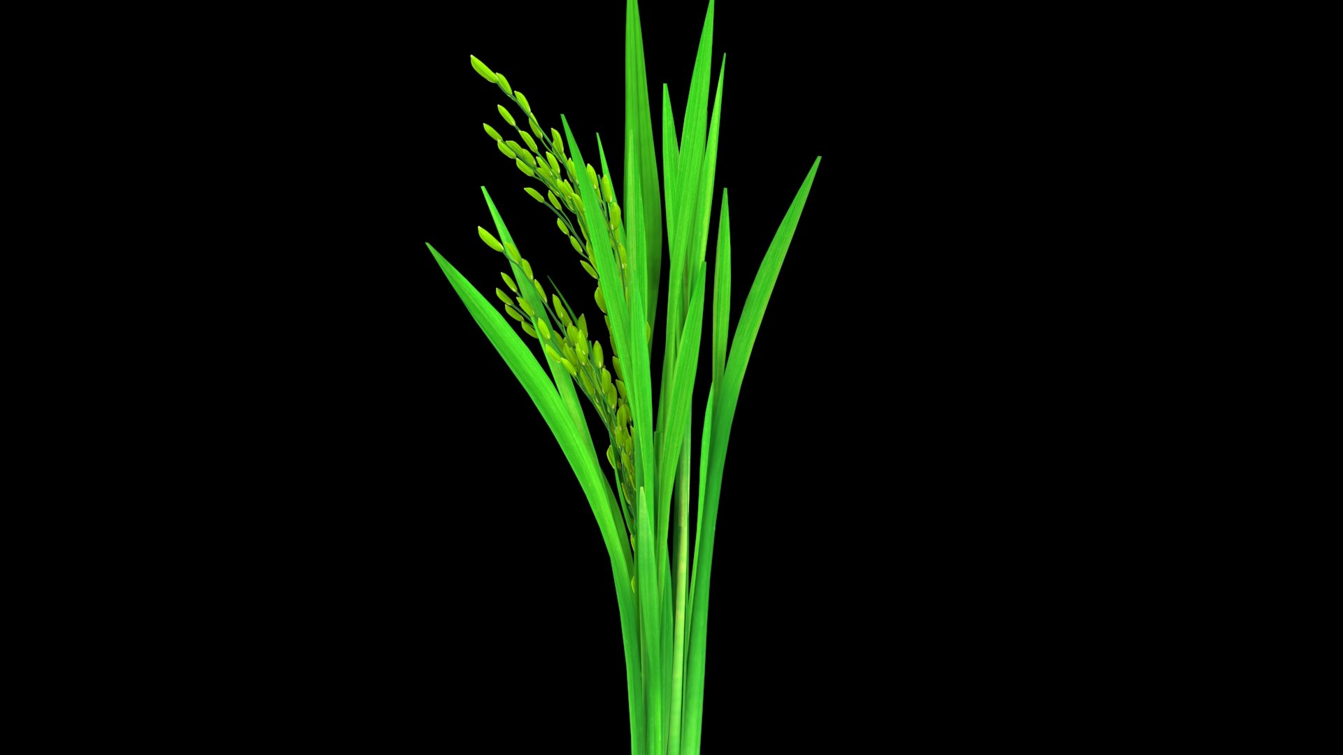 3D Model RICE PLANT OPTION 6 PADDY FLOWER - TurboSquid 1837676
