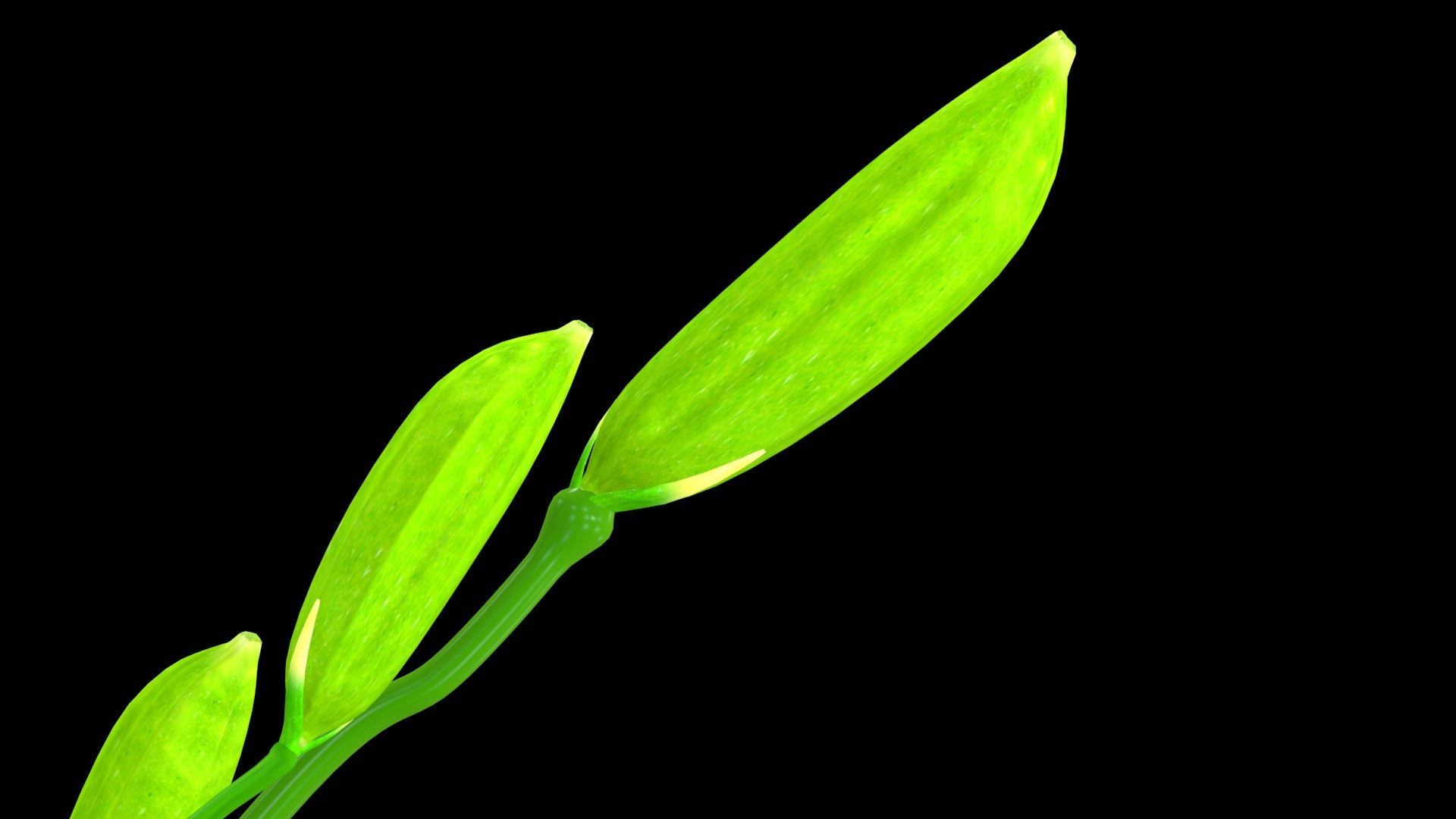 3D Model RICE PLANT OPTION 6 PADDY FLOWER - TurboSquid 1837676