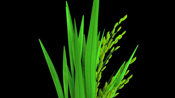 3D model RICE PLANT OPTION 6 PADDY FLOWER - TurboSquid 1837676