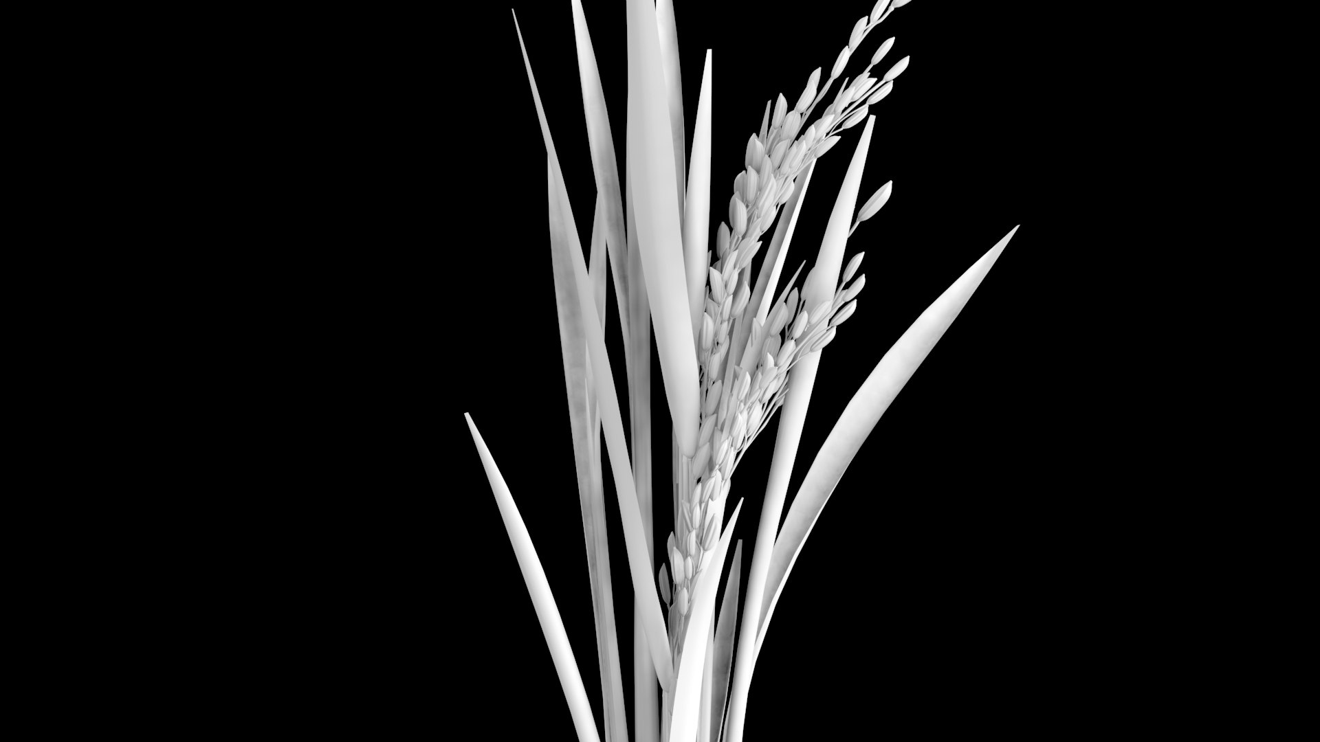 3D Model RICE PLANT OPTION 6 PADDY FLOWER - TurboSquid 1837676