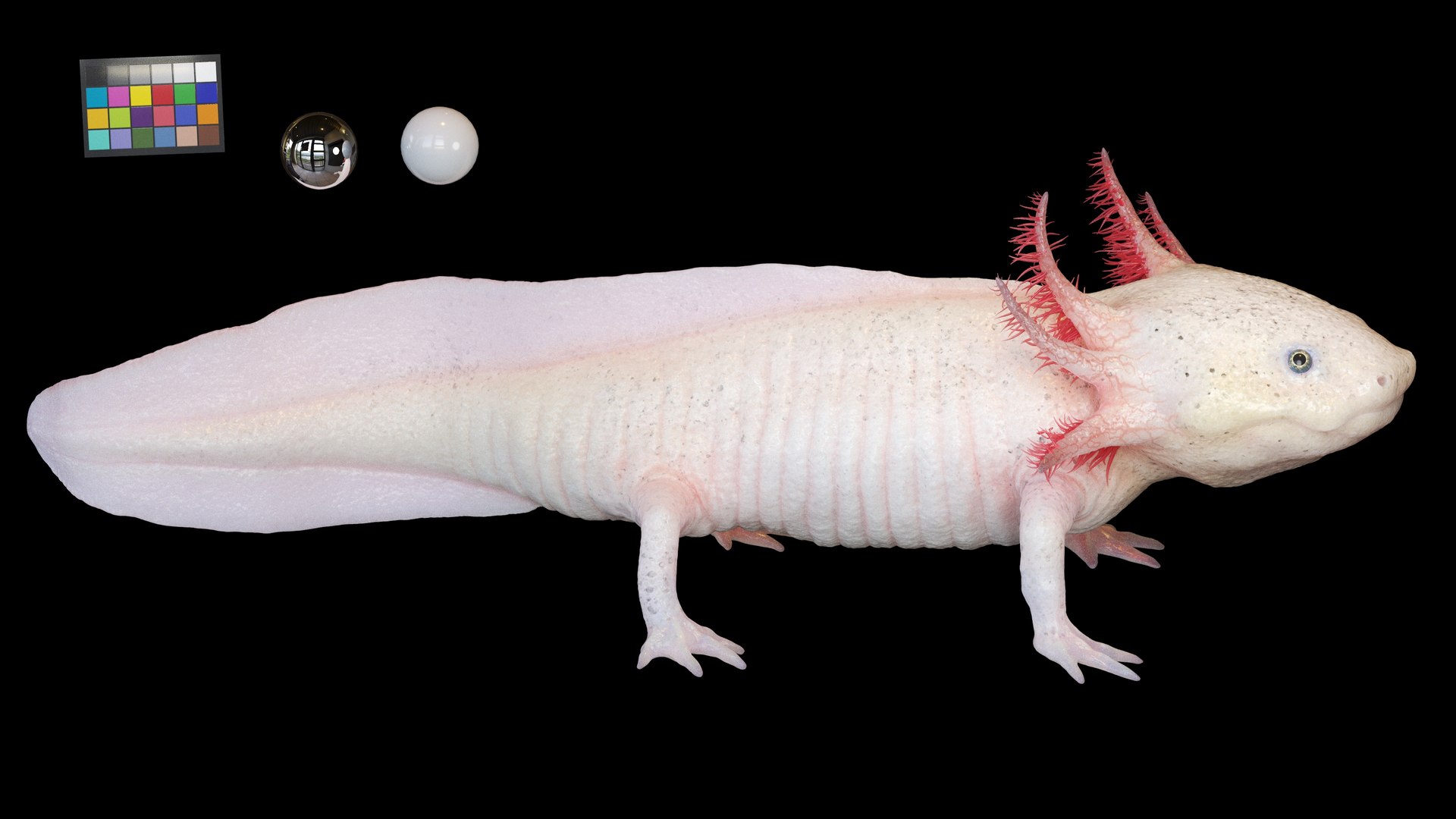 3D Axolotl Rigged Model - TurboSquid 2432052