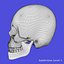 3d Male Skeleton Skin Body