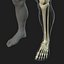 3d Male Skeleton Skin Body