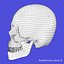 3d Male Skeleton Skin Body