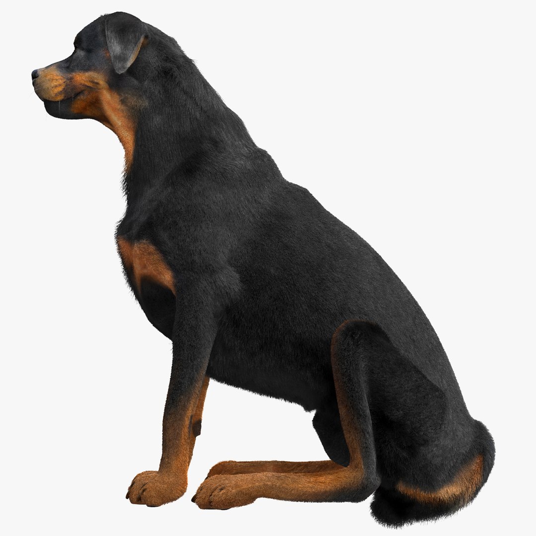 Rottweiler Pose 4 Fur 3d Model
