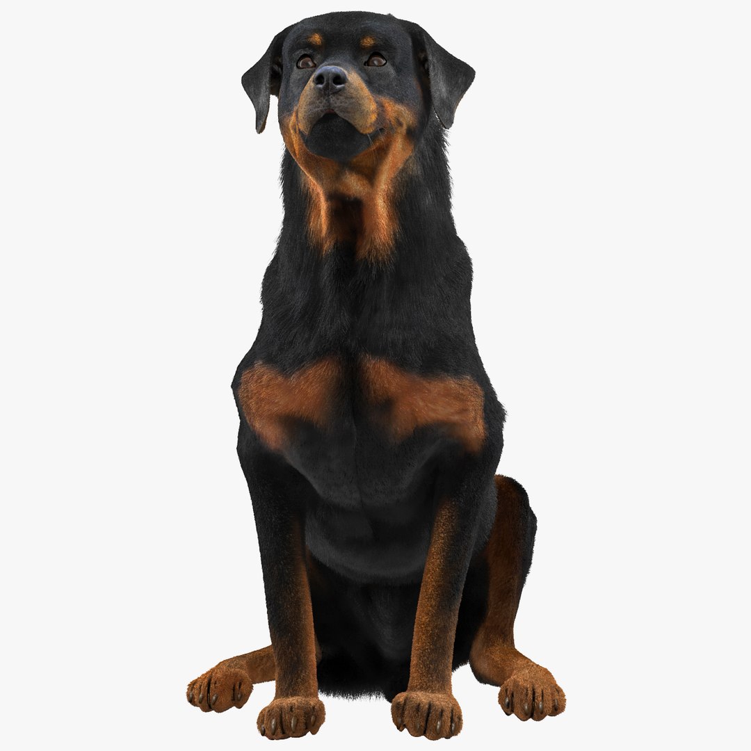 Rottweiler Pose 4 Fur 3d Model