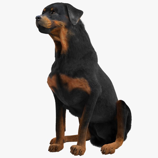 rottweiler pose 4 fur 3d model