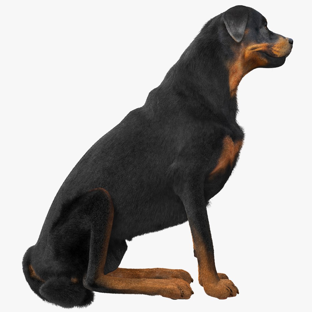 Rottweiler Pose 4 Fur 3d Model