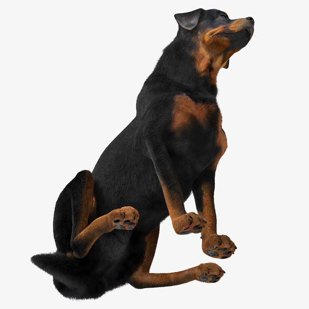 Rottweiler Pose 4 Fur 3d Model